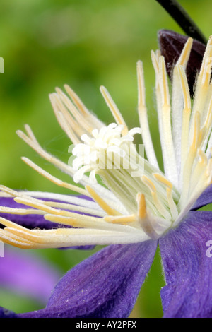 Clematis x aromatica Stock Photo - Alamy
