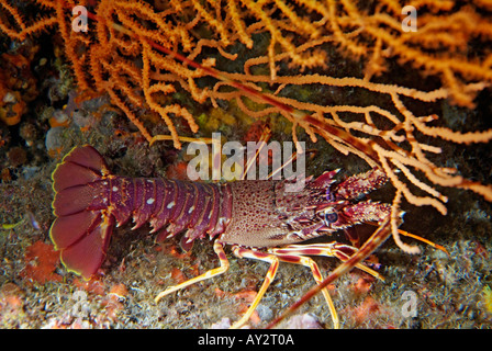Spiny Lobster - Panulirus elephas - searching for food at night on ...