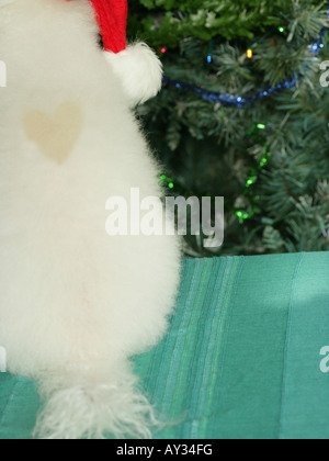 Rear view of a Bichon Frise sitting in front of a Christmas tree Stock ...