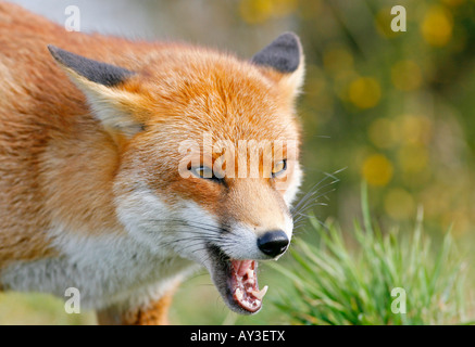 Aggressive Red fox (Vulpes vulpes) in defensive posture showing teeth ...