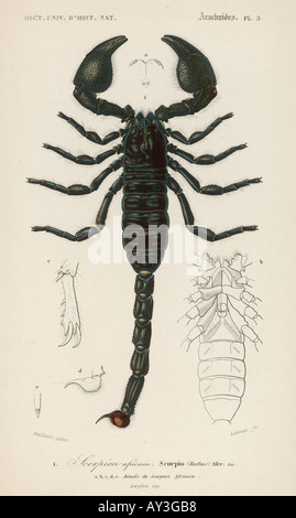 AFRICAN SCORPION C1850 Stock Photo - Alamy