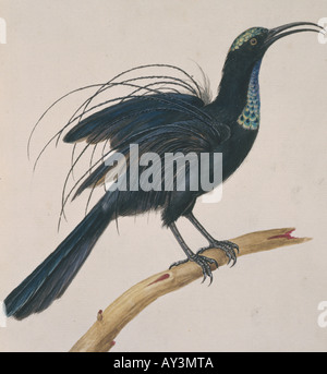 Magnificent Riflebird (Ptiloris magnificus) male calling, Iron Range ...