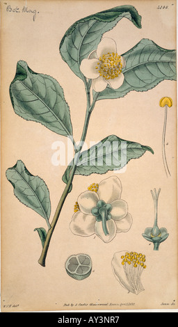 Thea chinensis tea Stock Photo - Alamy