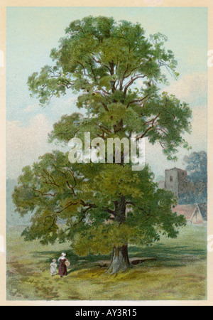 Common Elm Tree Stock Photo - Alamy