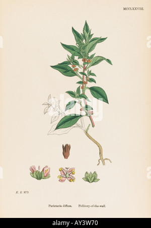 Parietaria diffusa Pellitory-of-the-wall Stock Photo - Alamy
