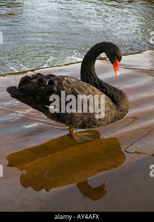 Black swan in river Dawlish Brook at Dawlish, South Devon, England, UK ...