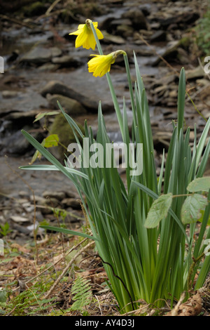 A wild Tenby daffodil, Narcissus obvallaris, in flower Stock Photo - Alamy