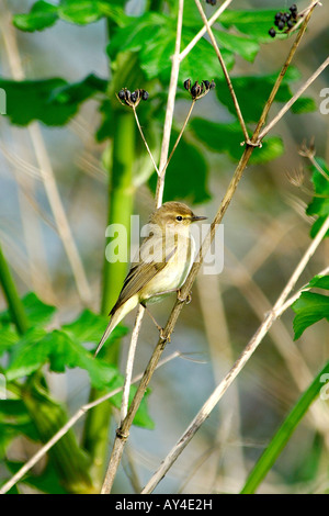 Chiffchaff Phylloscopus collybita perched amongst umbellifers, Ham Wall ...
