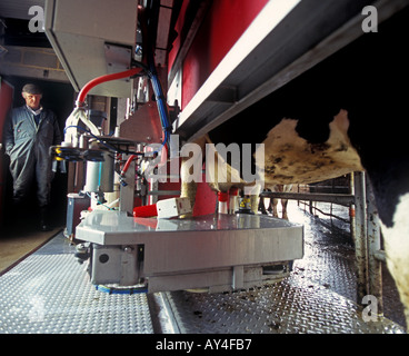 Robot milking machine on a dairy farm in Wales UK Stock Photo - Alamy