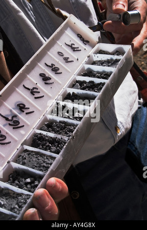 Geologist examining chips from exploration drill core on surface gold ...