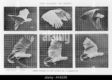 Some phases in the flight of a cockatoo Stock Photo - Alamy