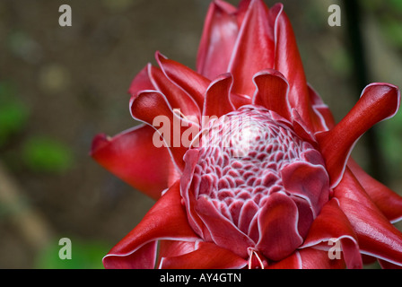 Etlingera elatior is a species of herbaceous perennial plant. Botanical ...