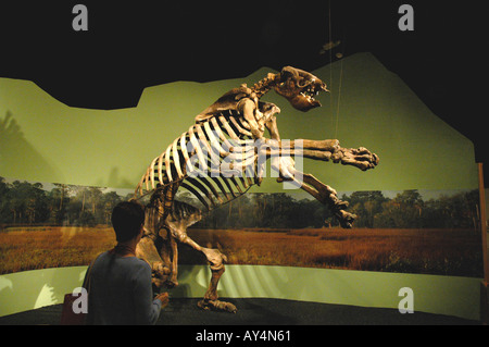 Giant Ground Sloth fossil giant prehistoric mammal North American ...