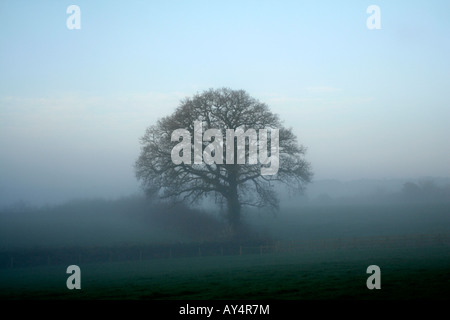 MISTY APRIL DAWN NEAR HALBERTON DEVON Stock Photo - Alamy