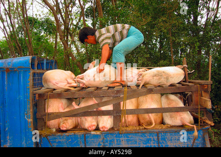 Pigs on broken down truck Mandalay Burma Stock Photo - Alamy