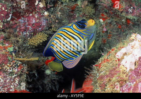 Regal Angelfish Fiji Stock Photo - Alamy