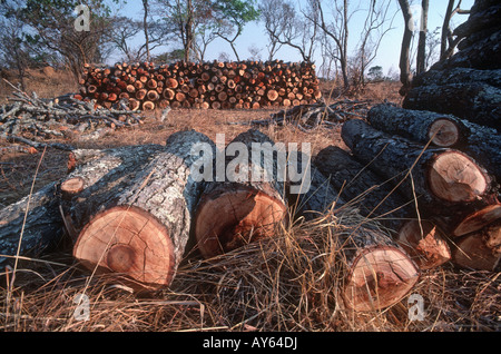 Freshly felled trees awaiting charcoal burning in Aberdares Kenya Stock ...