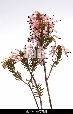 Mediterranean Heather (Erica multiflora), flowers Stock Photo - Alamy