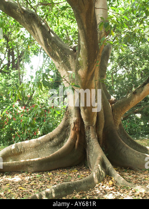 Bo tree (Ficus religiosa L.) the sacred tree of India Stock Photo - Alamy