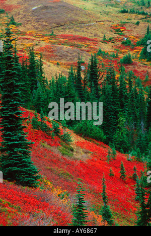 Autumn colours, Mount Rainier National Park, Washington, USA Stock ...
