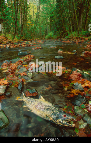 Dead spawned out Salmon in River, Southeast Alaska, USA Stock Photo - Alamy