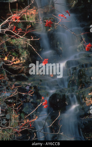 American mountain ash (Sorbus americana) Plantae Stock Photo - Alamy
