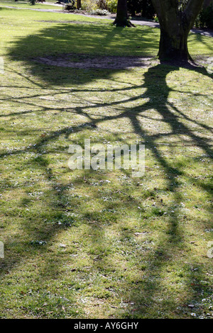 A tree shadow Stock Photo - Alamy