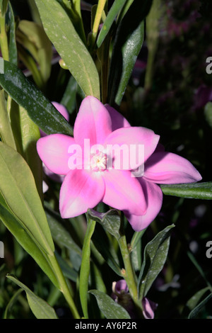 Willow-leaved crowea (Crowea saligna) flowers, Sydney Manly, NGS ...