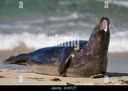 Harbor Seal laying on beach in San Diego California Stock Photo - Alamy