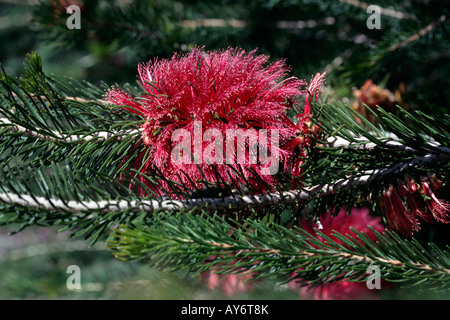 Common net bush Calothamnus quadrifidus, near Kalbarri, Western ...