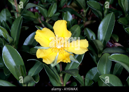 Climbing Guinea Flower (Hibbertia scandens) entwined around Wattle (Acacia) flowers and seed ...