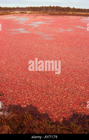 Cranberry Harvest in New Jersey, October 2022 Stock Photo - Alamy