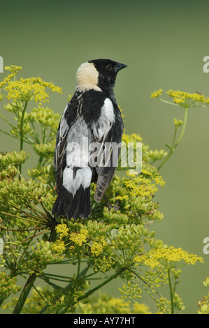 bobolink sing singing colorful song bird yellow songbird color flower ...