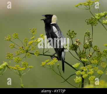 bobolink sing singing colorful song bird yellow songbird color flower ...