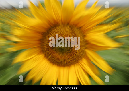 Sunflower close up with zoom blur effect Stock Photo - Alamy