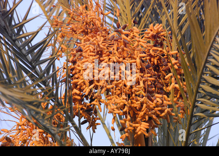 Date palm tree orchard with ripening fruit. Indio, California Stock ...