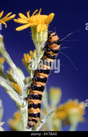 Poisonous moth larvae in the wild state Stock Photo - Alamy