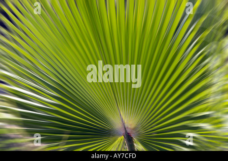 Beautiful fan shaped cactus plant with zoom effect Stock Photo - Alamy