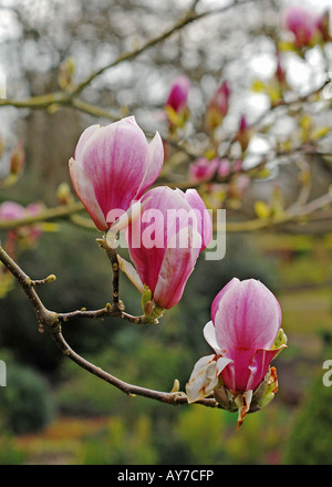 Magnolia 'Ricki' flowers Stock Photo - Alamy
