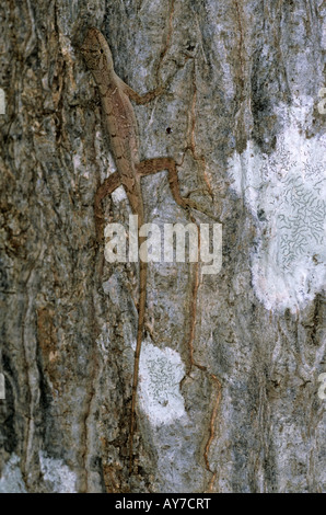 Anolis Lizard (Anolis sp) close up profile, Ecuador Stock Photo - Alamy