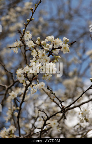The Golan Heights Flowers of a Syrian Pear tree Stock Photo - Alamy