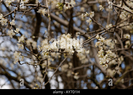 The Golan Heights Flowers of a Syrian Pear tree Stock Photo - Alamy