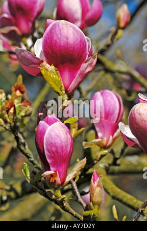 Magnolia 'Ricki' flowers Stock Photo - Alamy