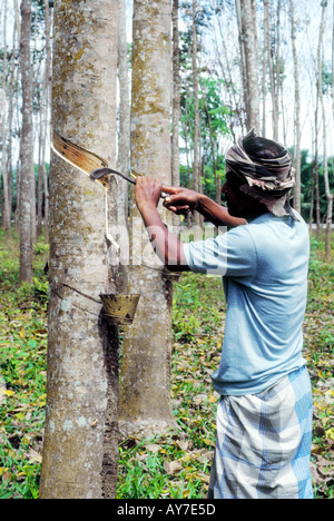 Malaysian Rubber tapper at work in rubber plantation Stock Photo - Alamy