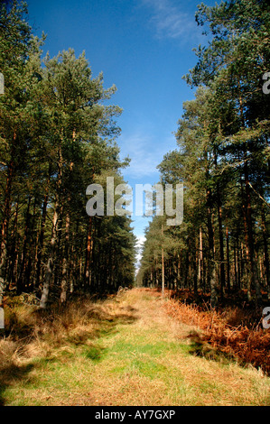 Track through scots pine trees in the snow. Highlands, Scotland Stock ...