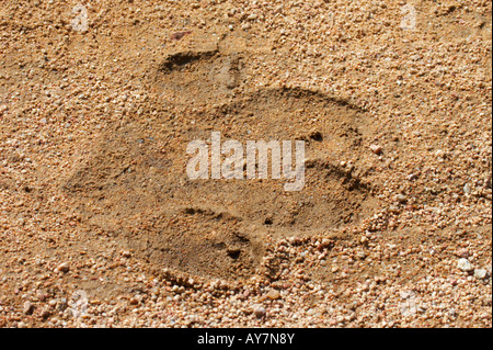Footprint of a hippopotamus Stock Photo - Alamy