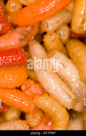 Coloured Maggots used for fishing bait Stock Photo - Alamy