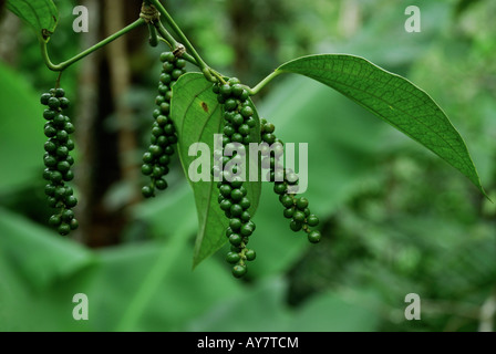 Black pepper (Piper nigrum) vines at the plantation in Phu Quoc island ...
