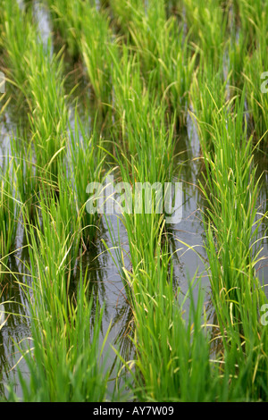 Young Green Rice Crops Growing in Neat Rows in Chishang, Taiwan Stock ...