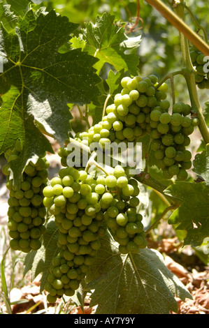 white Muskat Muscat grapes vineyard Stock Photo - Alamy